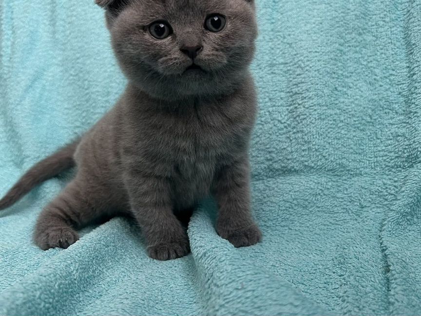 Шотландский вислоухий котенок мальчик