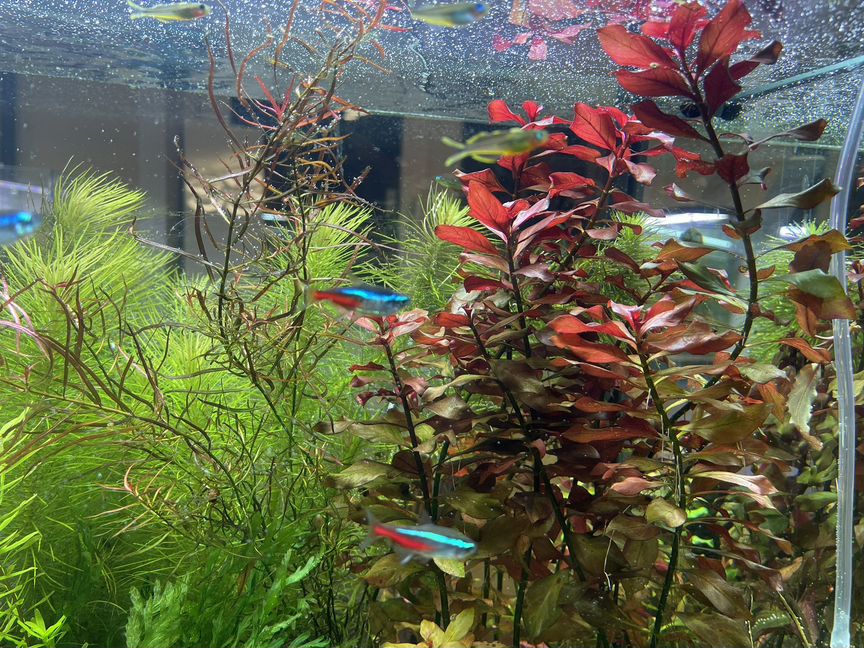 Аквариумные растения