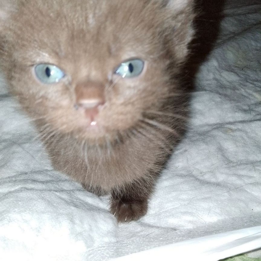 Продать кисок