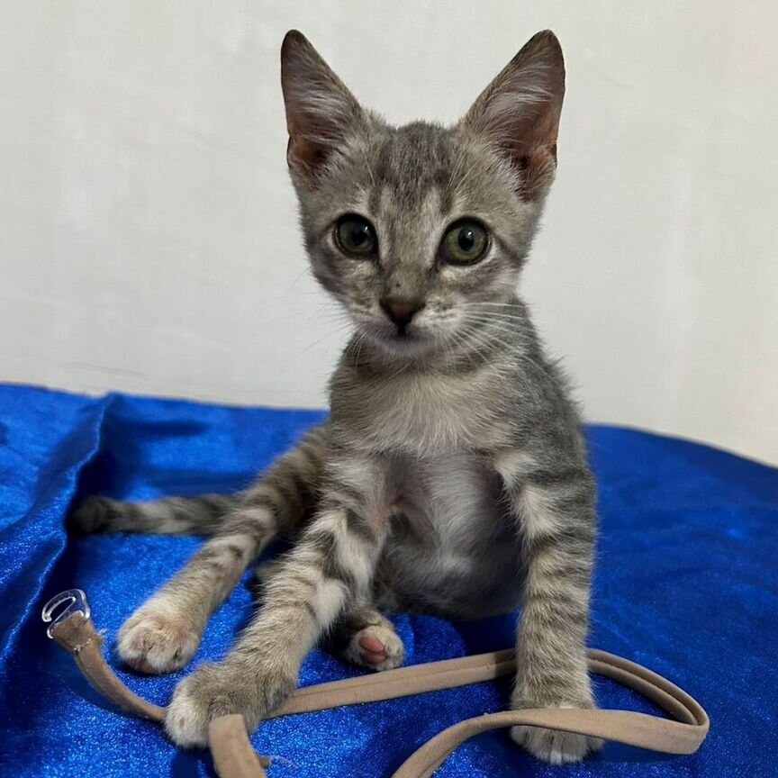 Котенок-мальчик Барсик