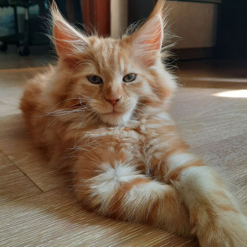 Мейн-кун котёнок