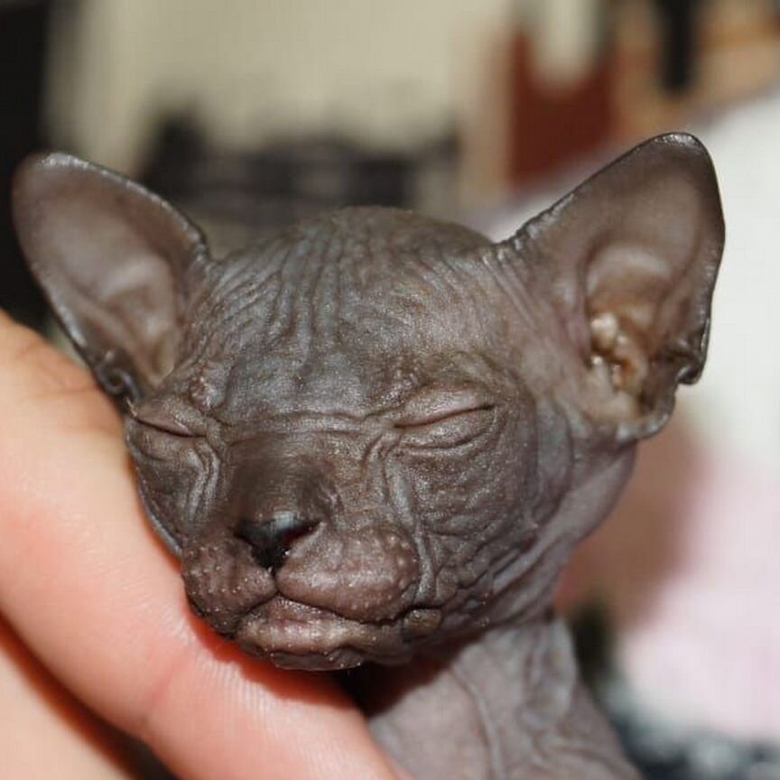 Котята сфинкс