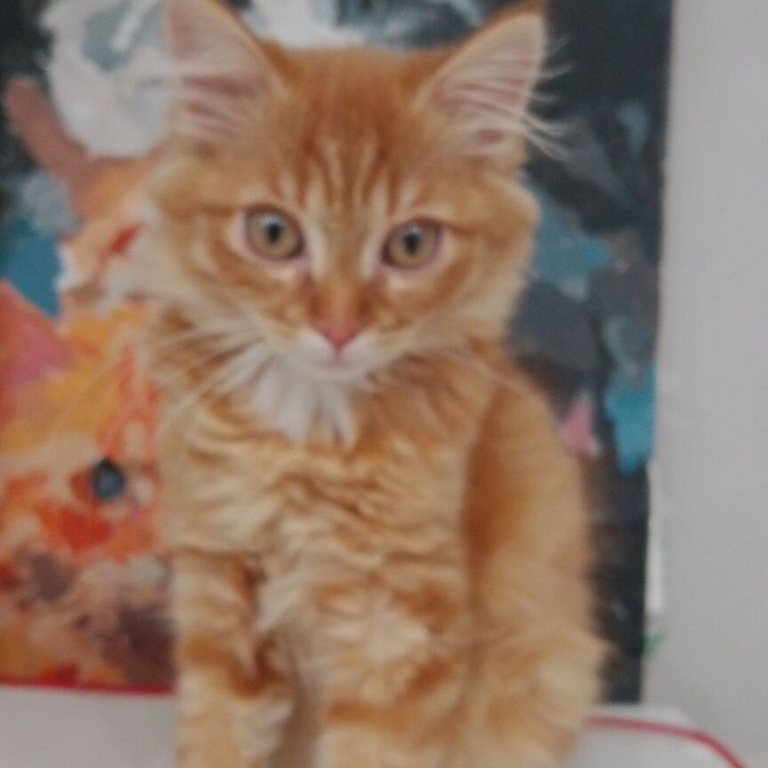 Мейн-кун котёнок