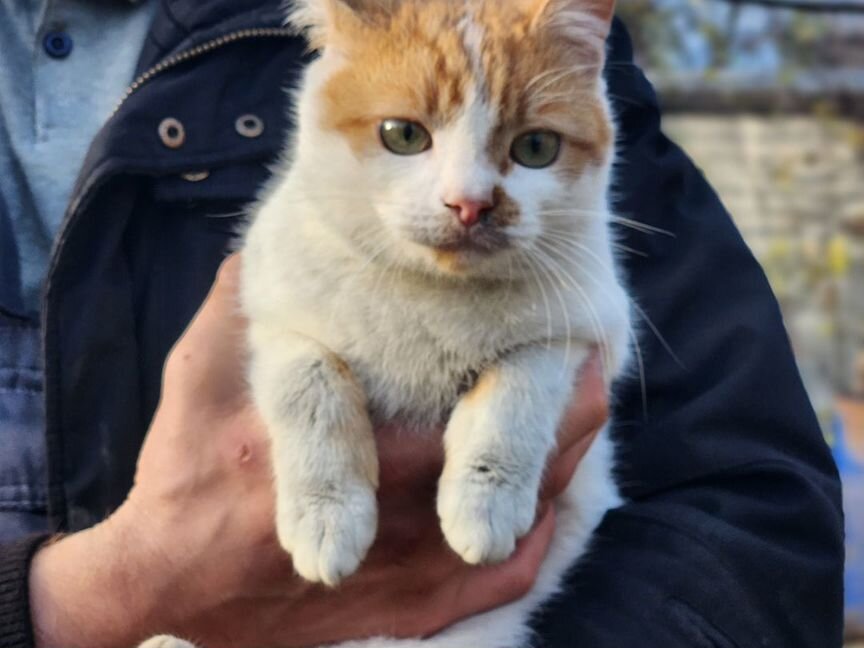 Рыжий кот в добрые руки бесплатно