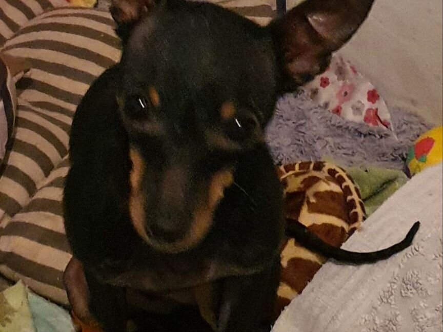 Той-терьер кобелек