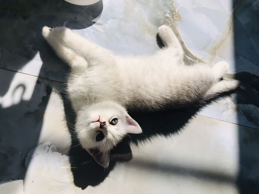 Шотландские шиншиллы котята