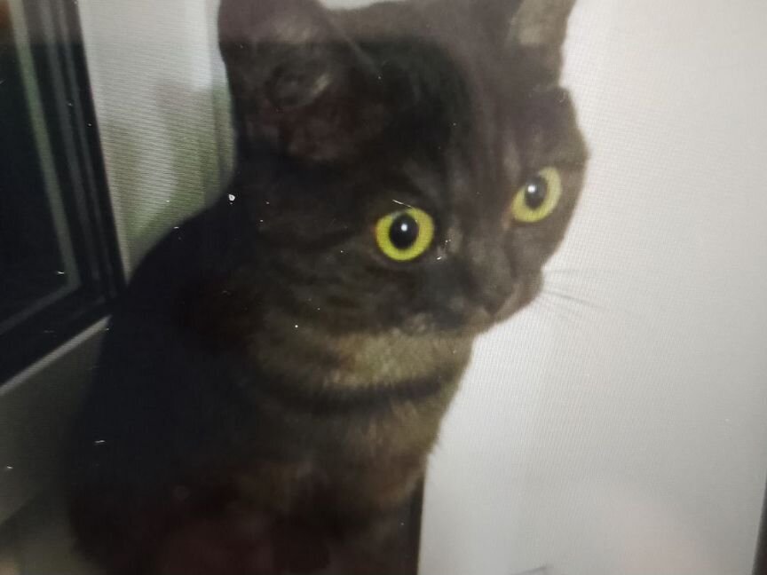 Бесплатно кошка бритака