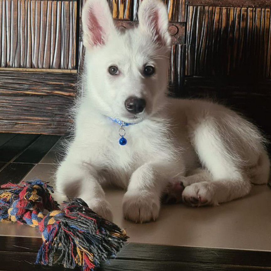 Славный щенок в добрые руки