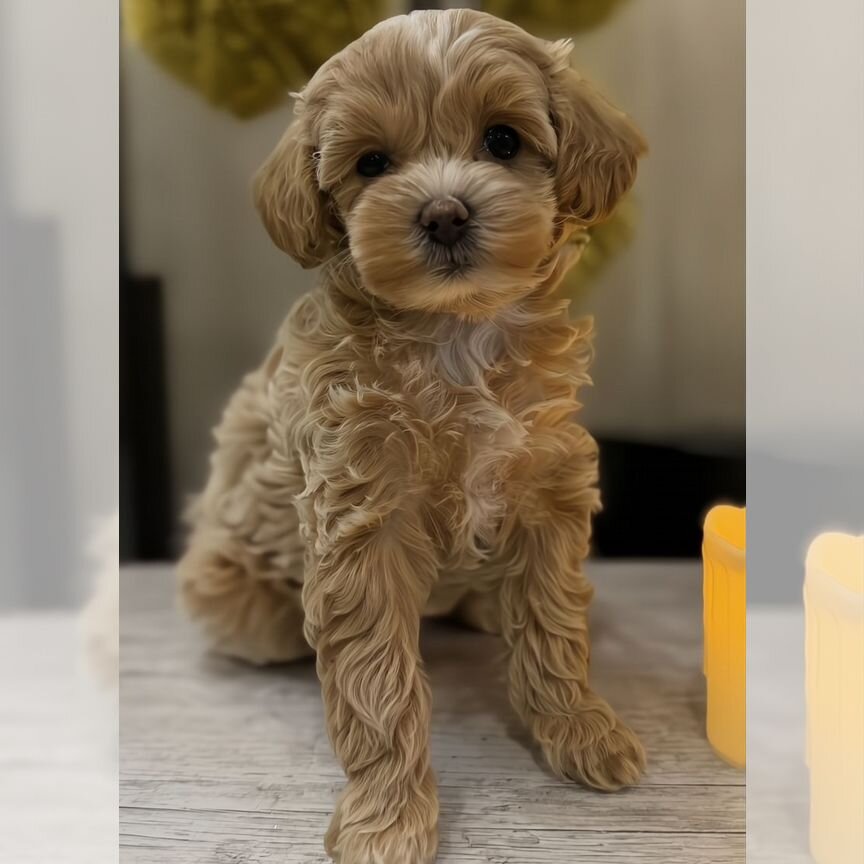 Мальтипу, щенок