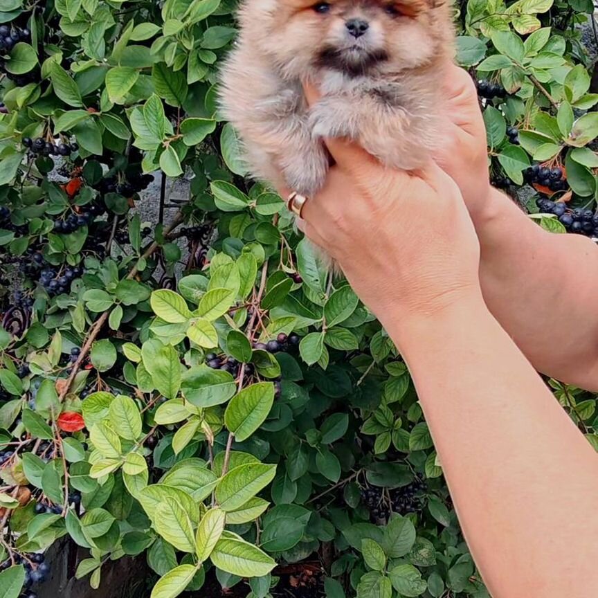 Мини куколка с лодошку