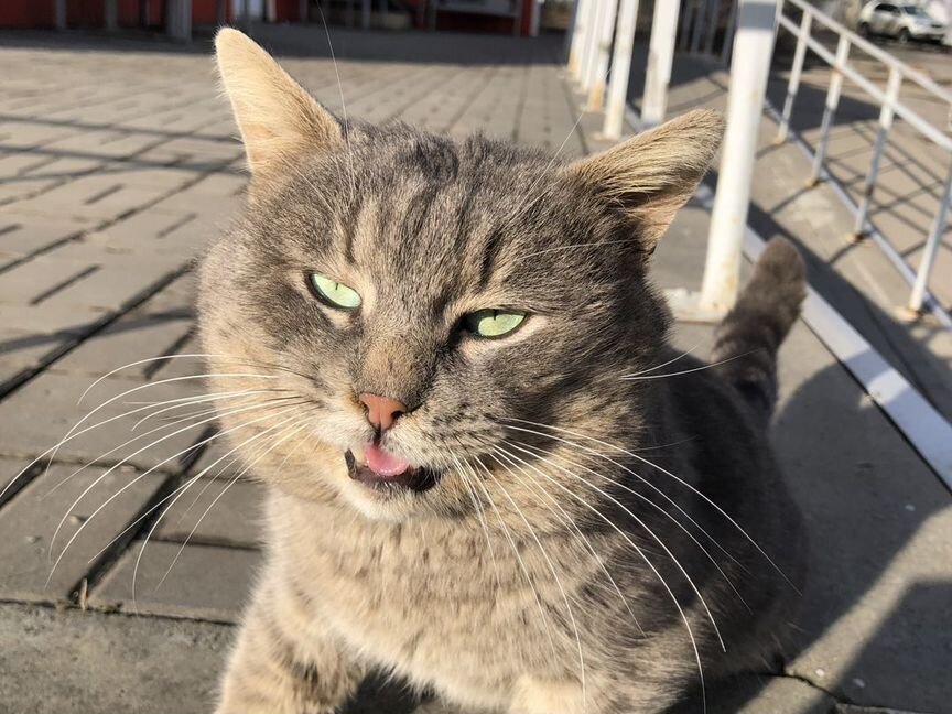 Очень красивый котик нуждается в доме