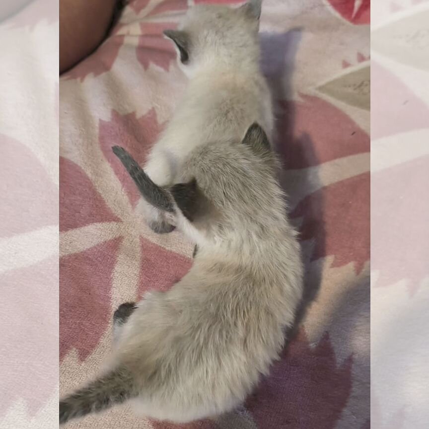 Бирманский котёнок