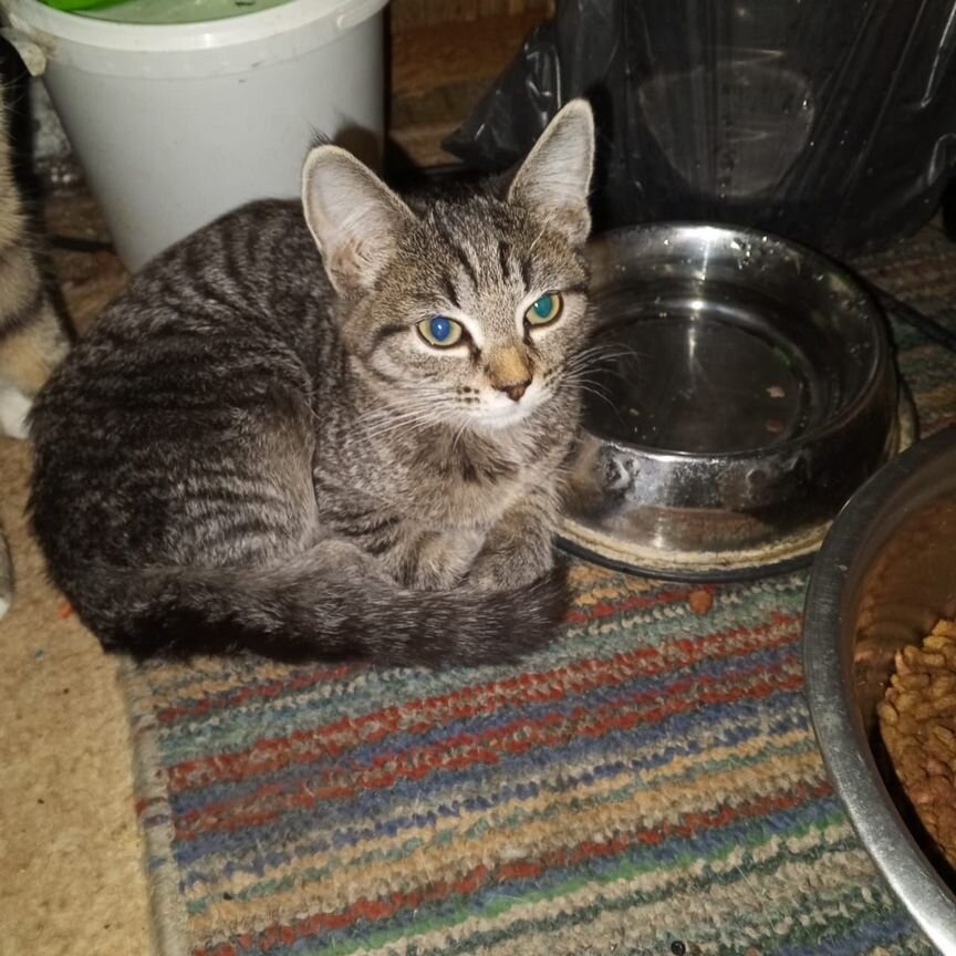 Котята в добрые руки