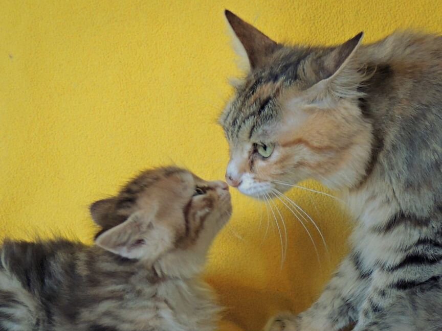 Котята Курильский бобтейл в москве