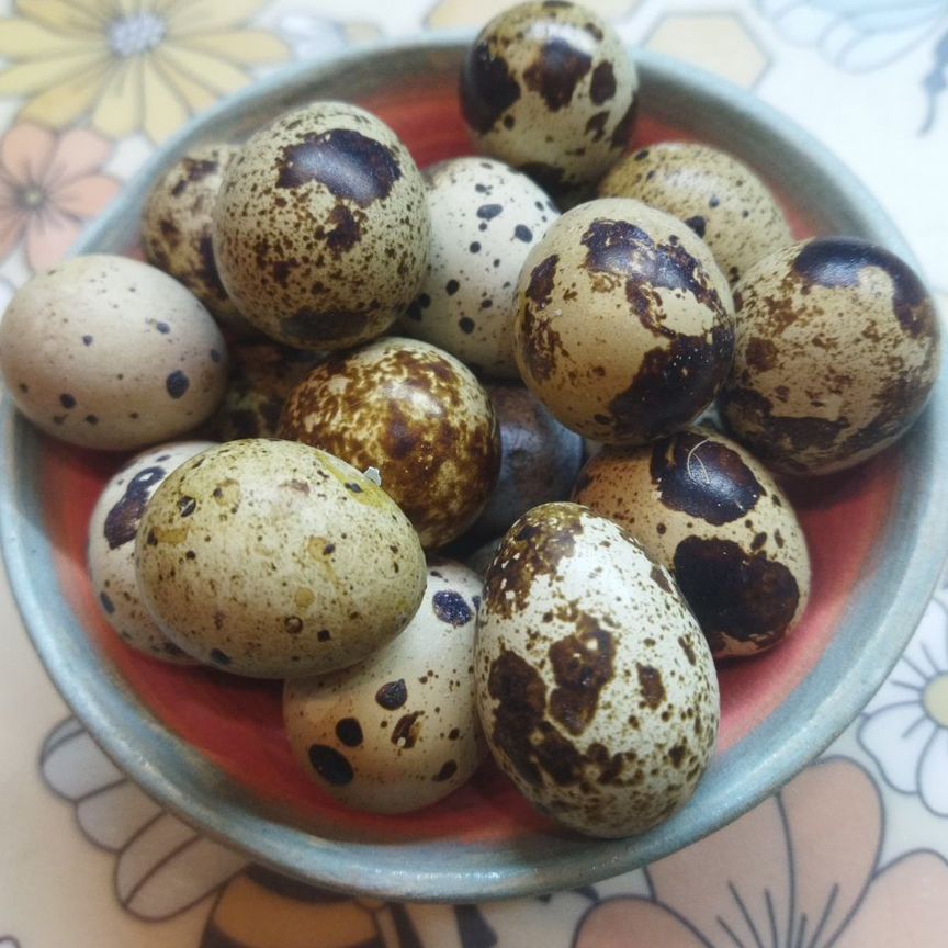 Переп. инкуб. яйцо Фараон