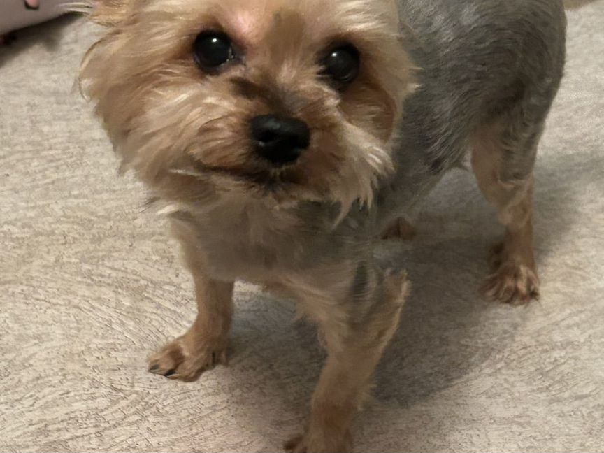 Собака в добрые руки маленькая порода