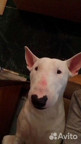 Бультерьер