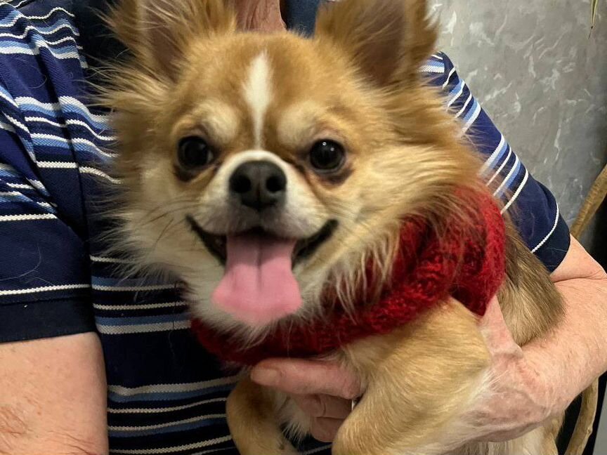 Кобель чихуахуа продаётся