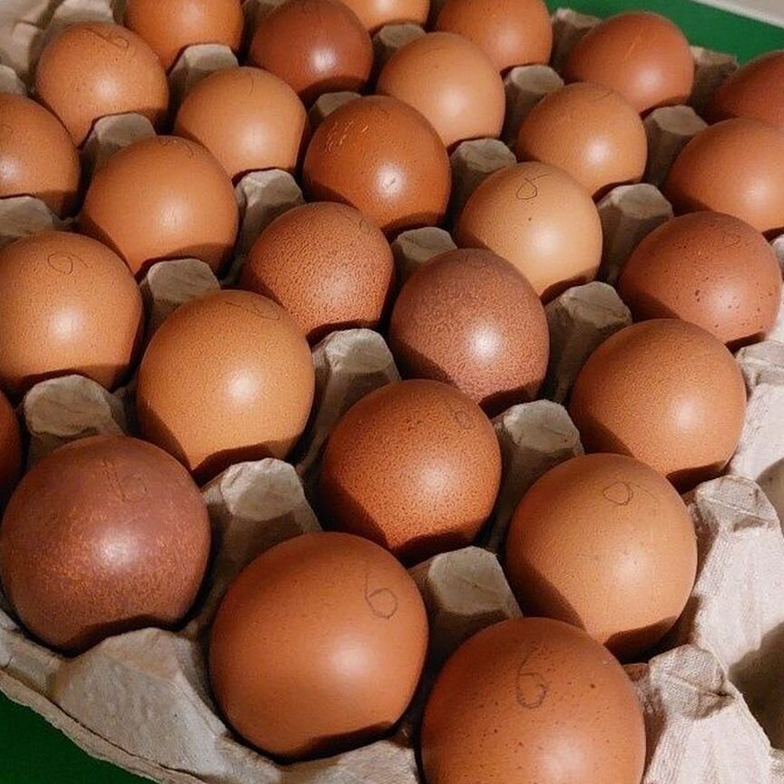 Инкубационное яйцо