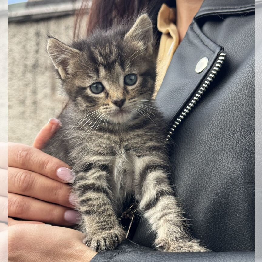 Котёнок в добрые руки