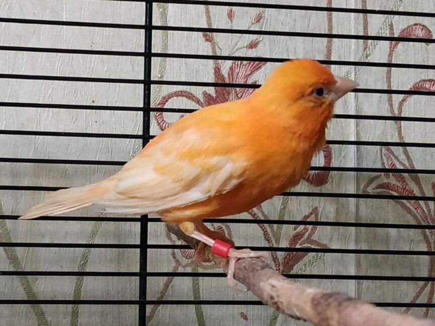Кенар