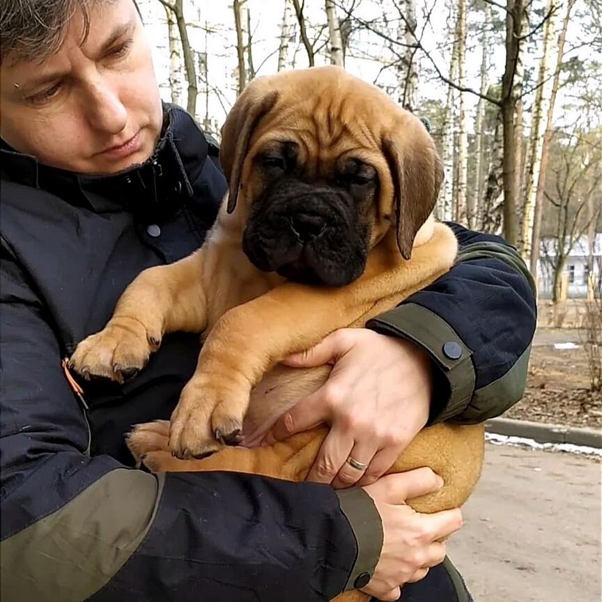 Мальчик бульмастифчик