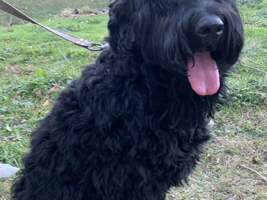 Вязка - кобель Русский черный терьер