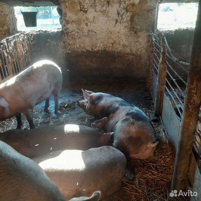 Свиньи живым весом продам