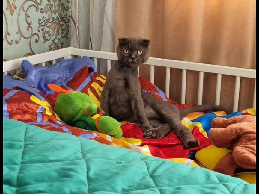 Отдам кота в хорошие руки
