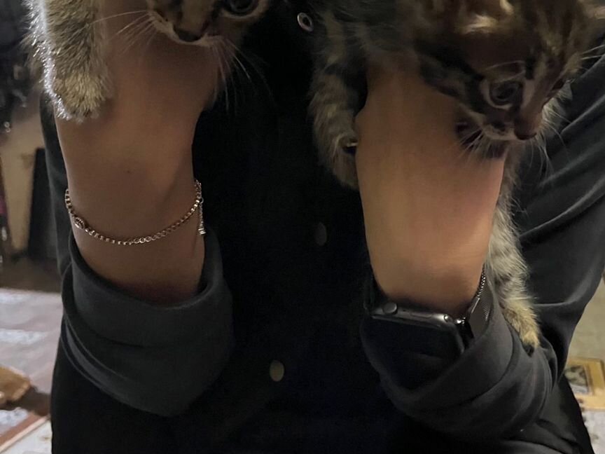 Котята в добрые руки бесплатно
