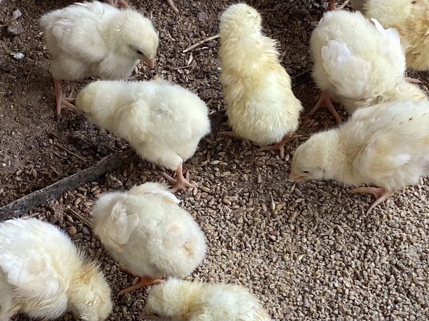 Цыплята бройлеры кобб 500