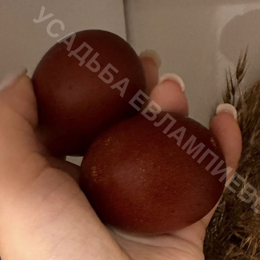 Яйцо инкубационное маран черно-медный