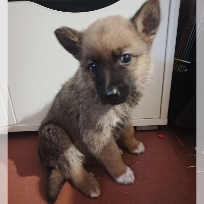 Щенок в добрые руки