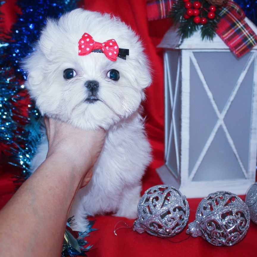 Мальтийская болонка, щенок