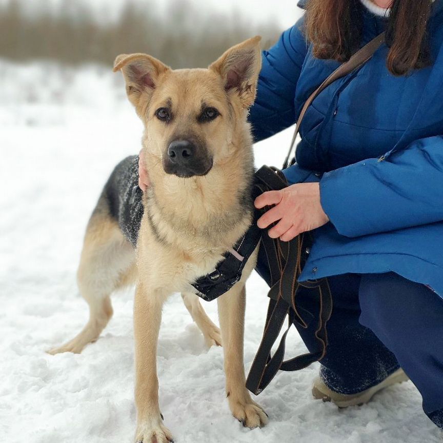 Щенок в добрые руки