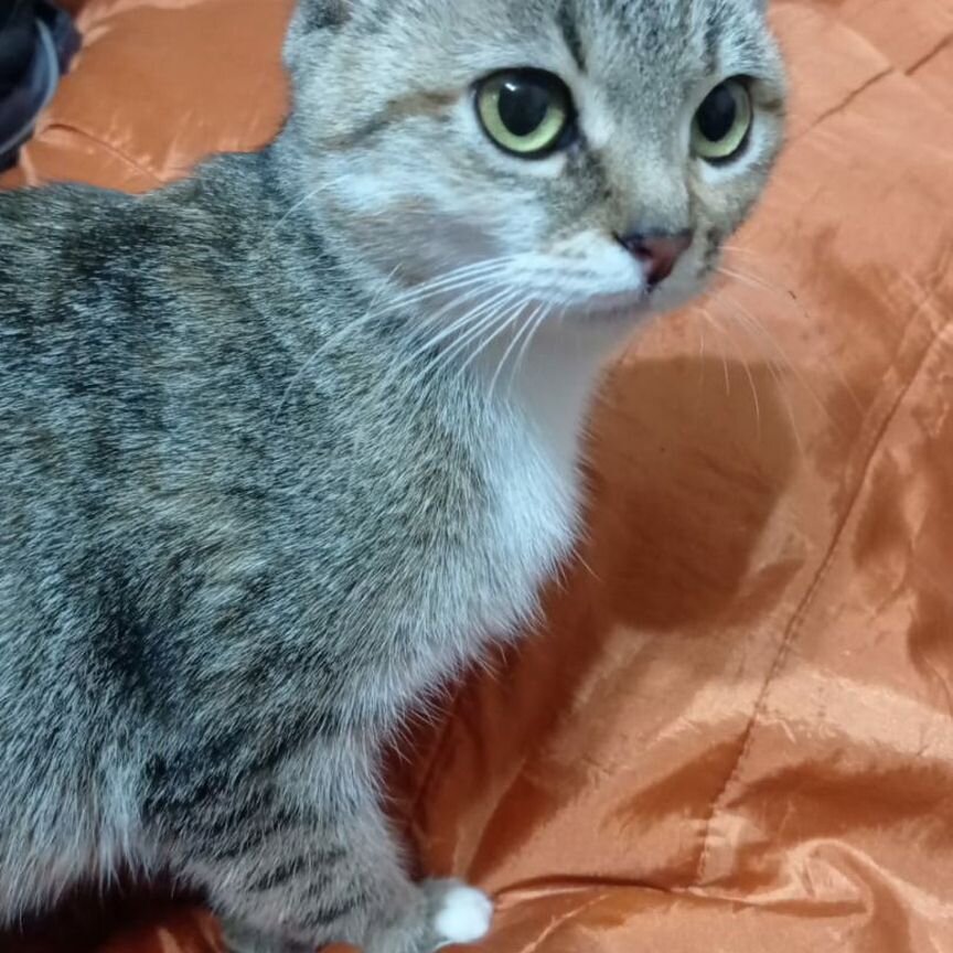 Кошка в дар