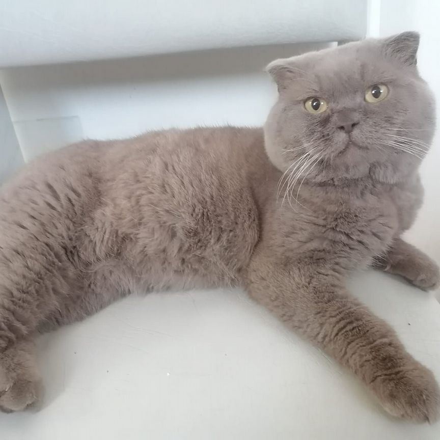 Шотландский кот вязка