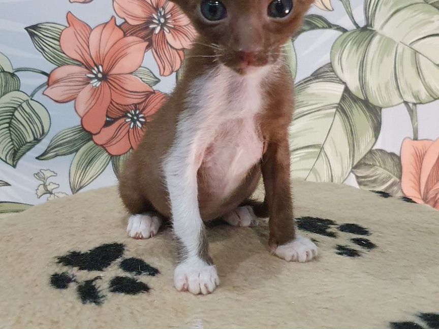Кошка
