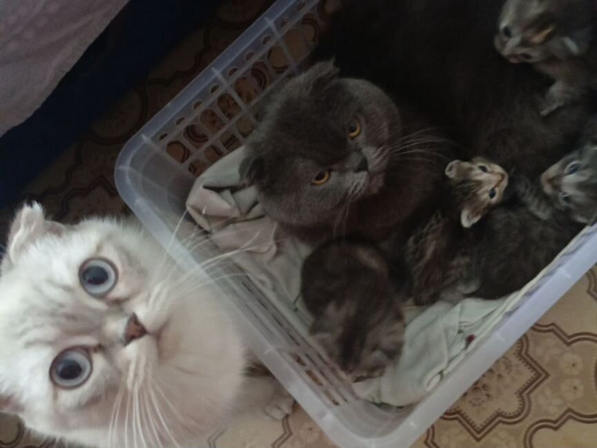 Котята