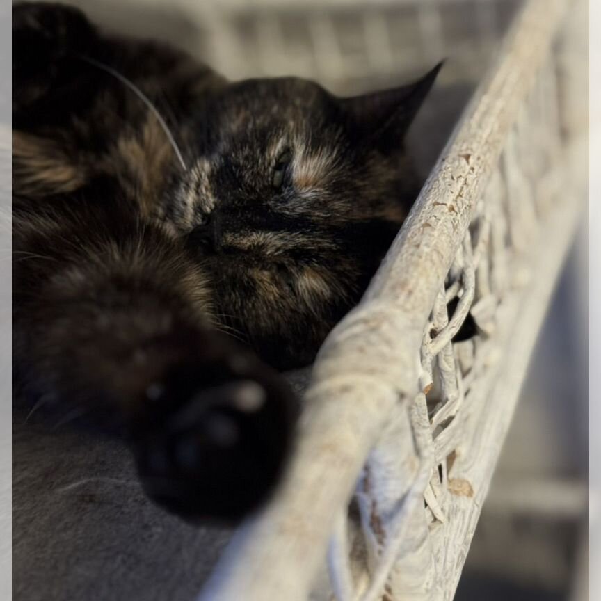 Взрослая, кошка в добрые руки