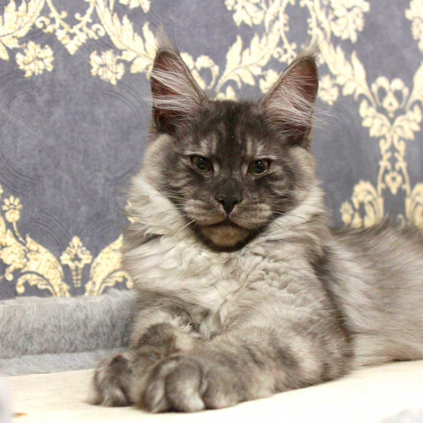 Котёнок чёрный дым