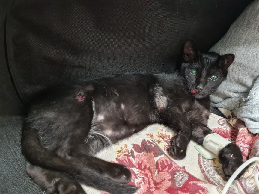 Котенок упал с высоты