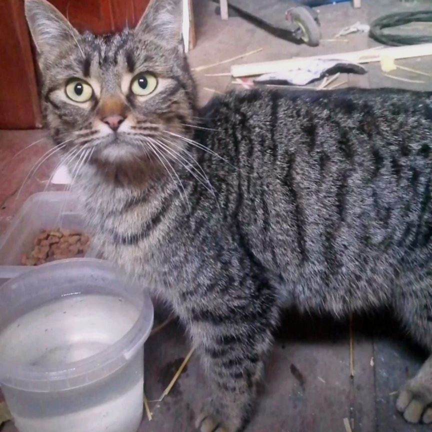 Котенок в добрые руки даром