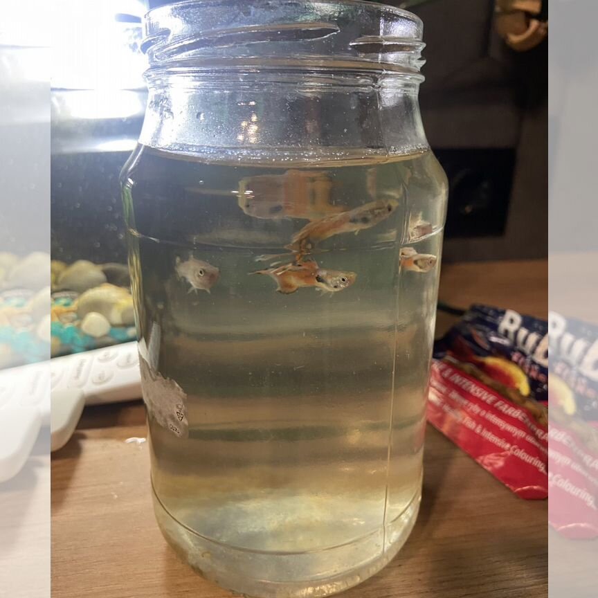 Рыбки гуппи