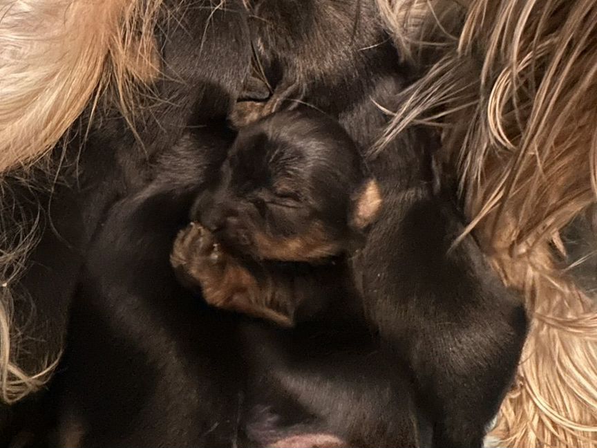 Щенки йорка