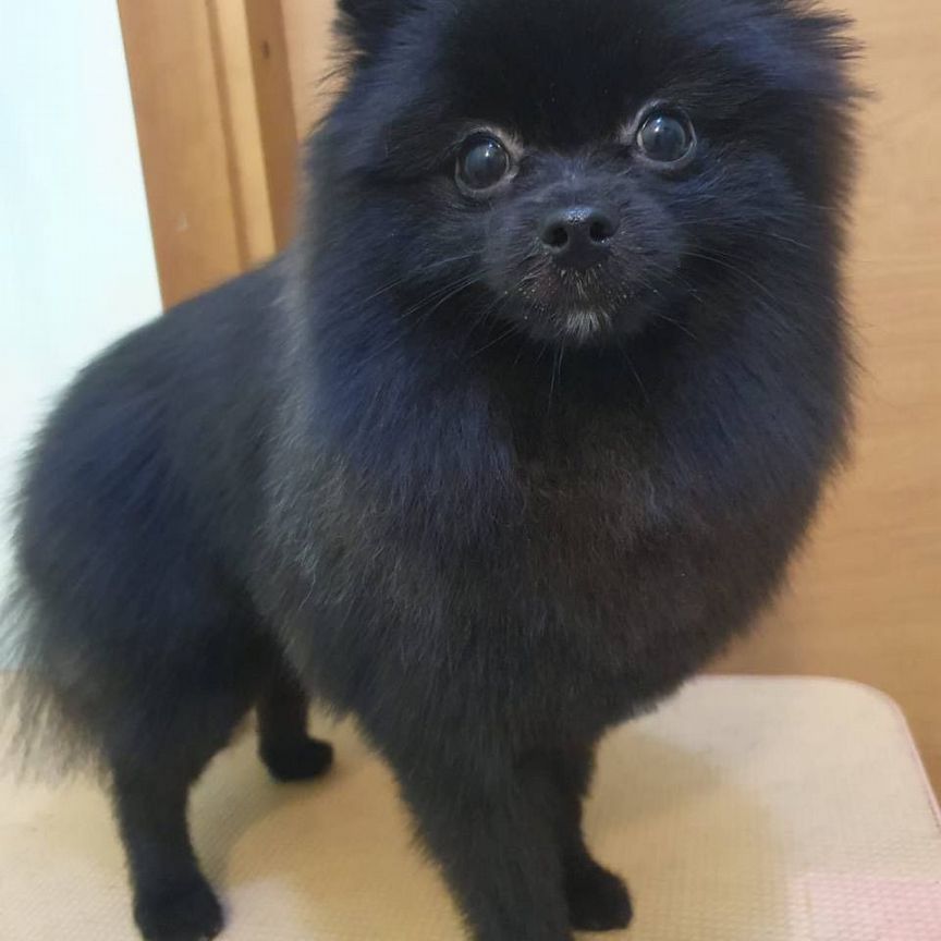 Померанский мини шпиц, вязка