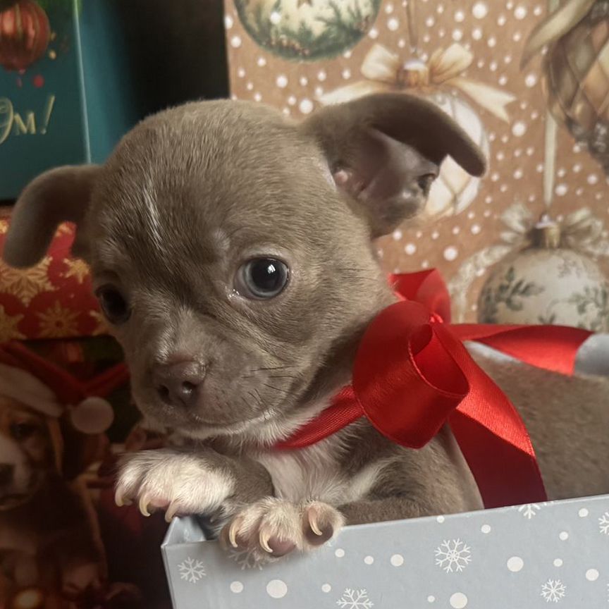 Чихуахуа, щенок