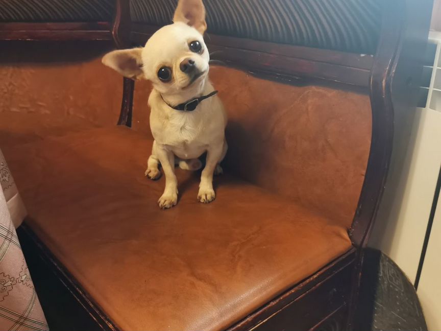 Мальчик чихуахуа, РКФ, вязка