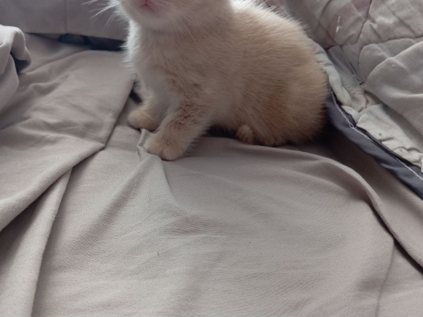 Шотландские вислоухие котята