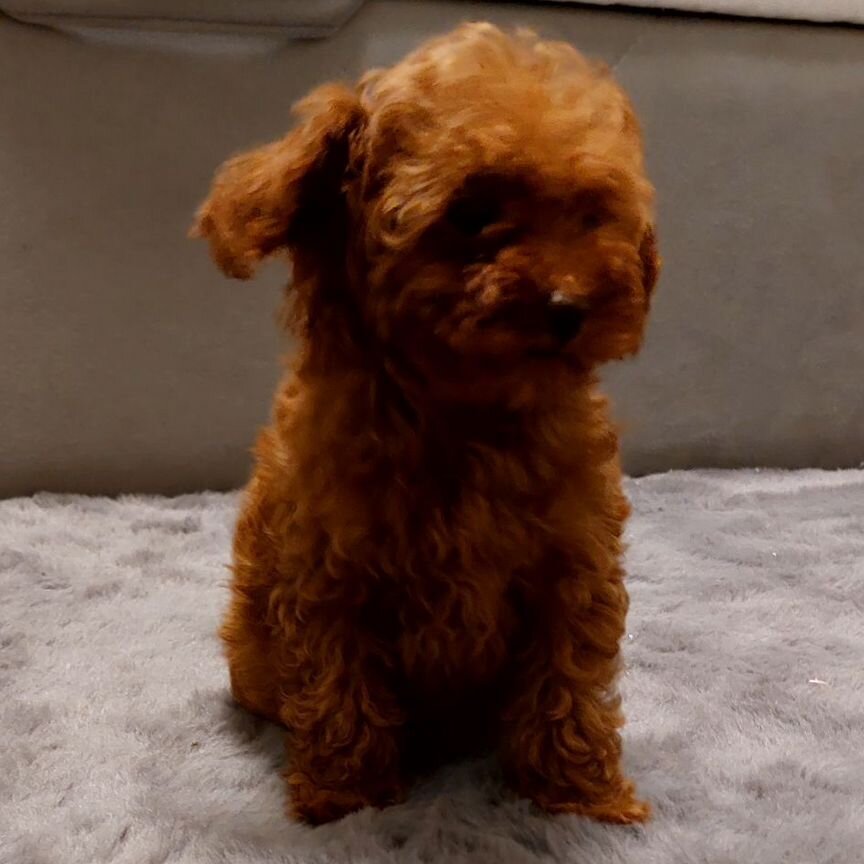 Той-пудель, щенок